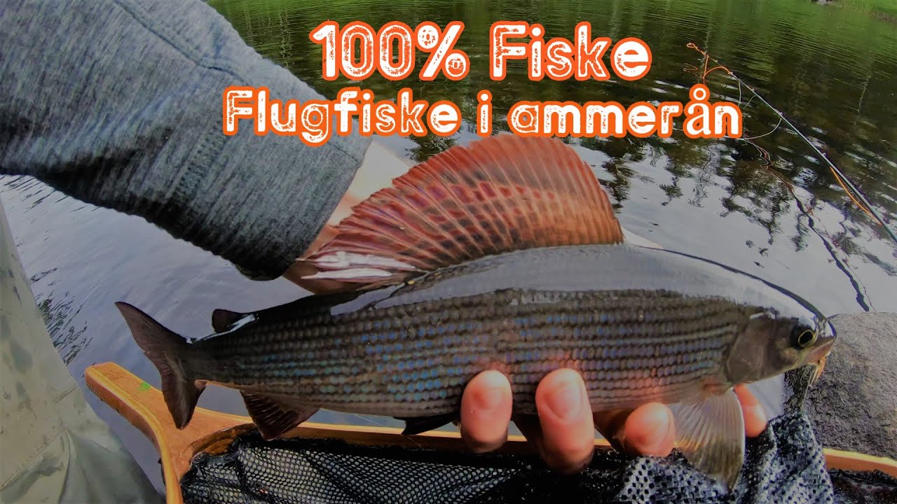 Harrfiske i ammerån - YouTube