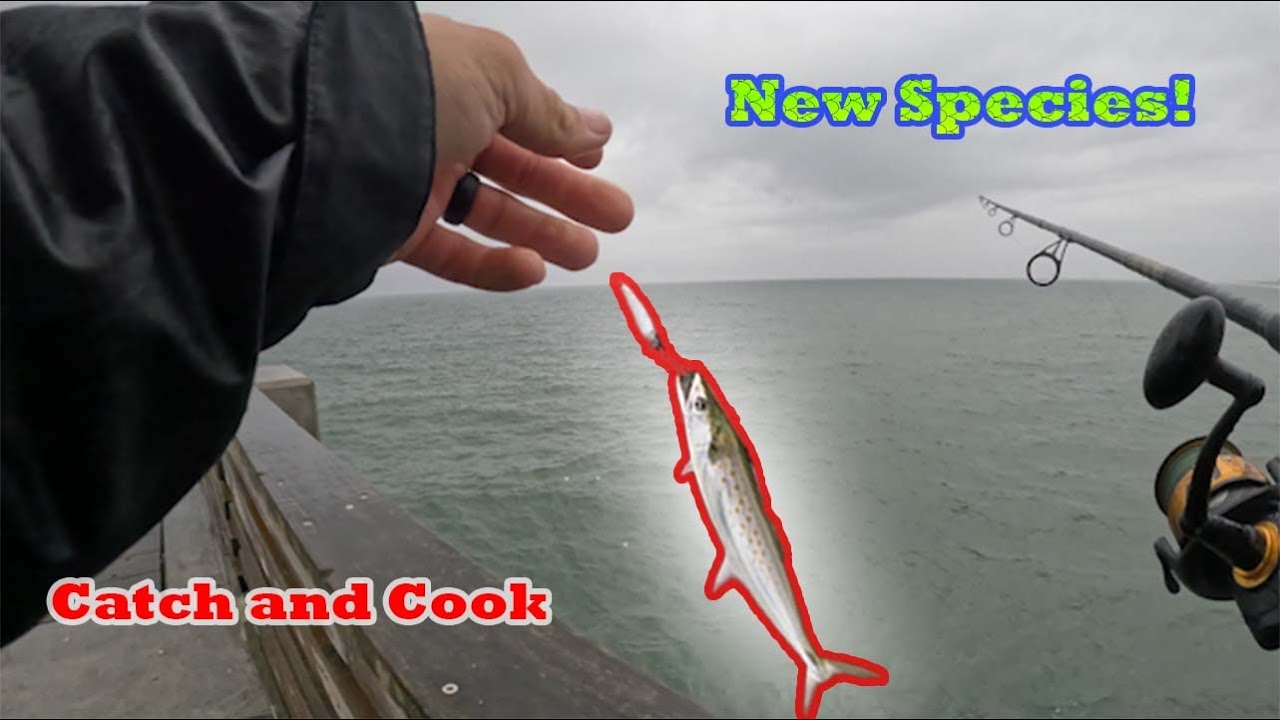 Pier Fishing in a STORM!? (Catch and Cook) - YouTube