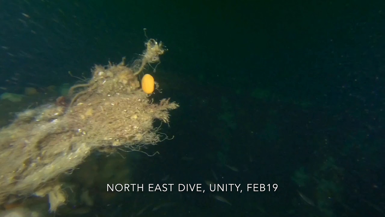 Diving the Wreck of the Unity - YouTube