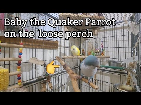 Quaker Parrot Talking | Parrot Speaking 🦜 - YouTube