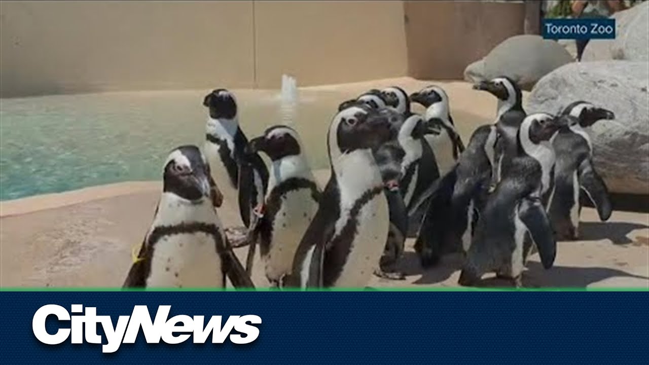 Toronto Zoo Penguins