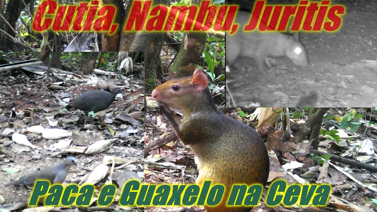 Cutia, Nambu, Juritis, Paca e Guaxelo na Ceva - YouTube