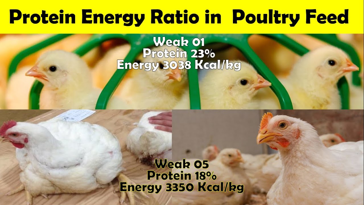 Protein And Energy Ratio In Poultry Feed YouTube protein-and-energy-ratio-in-poultry-feed-youtube