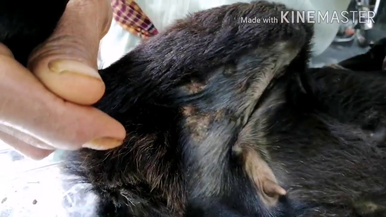 ছাগলের ছত্রাকজনিত রোগ/Ringworm/Dermatophytosis/Dermatomycosis in Goat ...