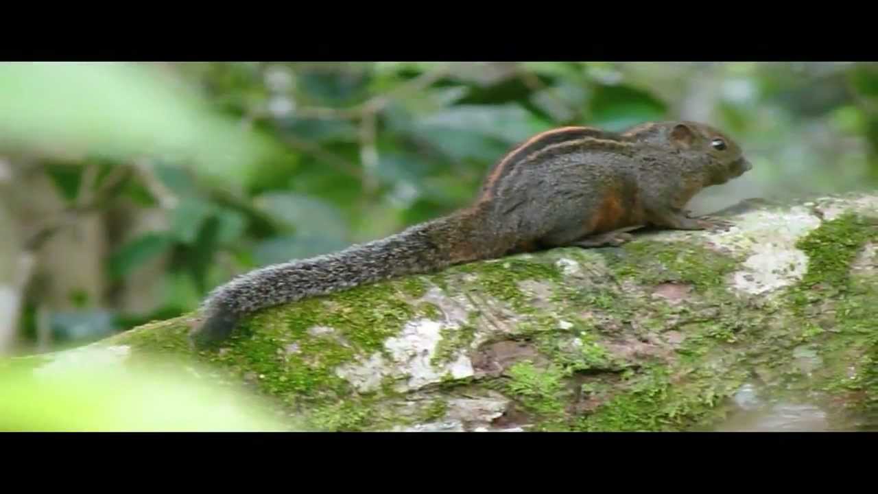 Colourful Layard's squirrel (Funambulus layardi) - YouTube