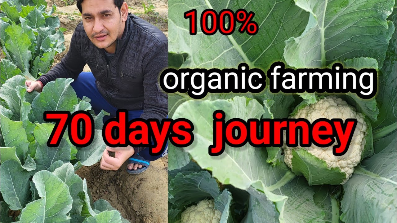 Organic farm tour 70 days journey #organic #farming #gharkikheti - YouTube