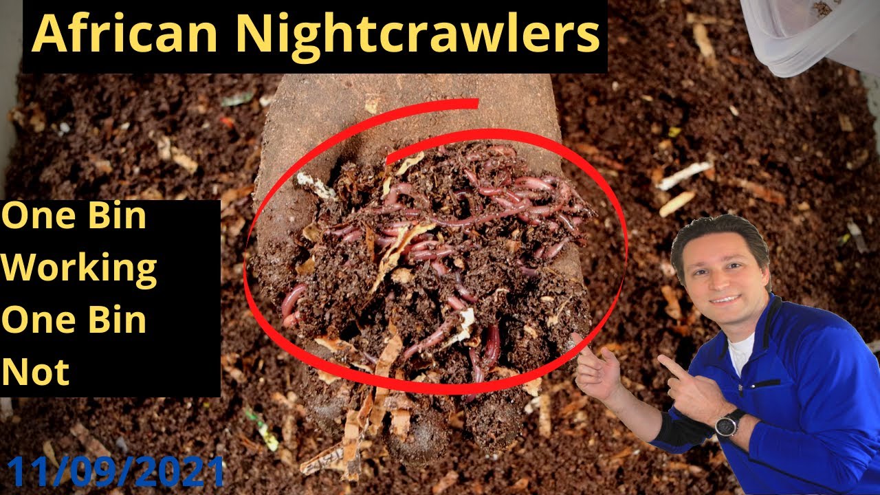 African Nightcrawler Bins Update (Slow Growth) 11/09/2021 - YouTube