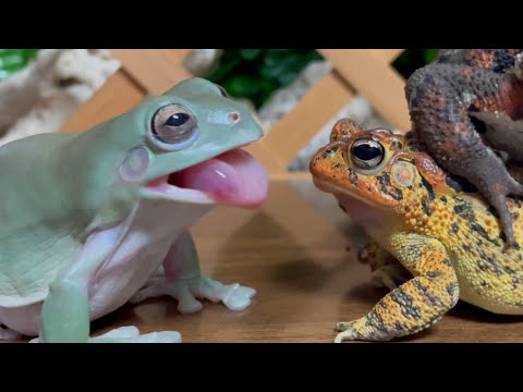 Peek-a-boo！frog&toad&toad（japanese toad） - YouTube