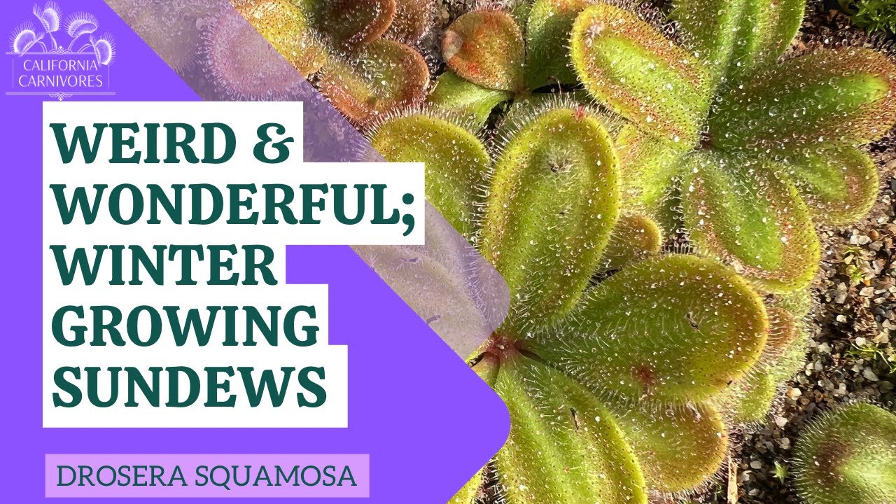 The most beautiful tuberous sundew - YouTube