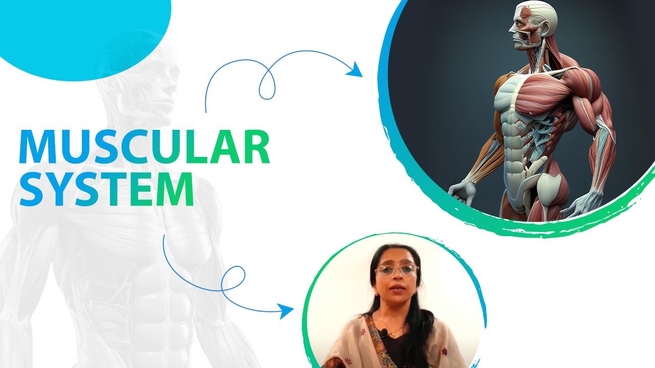Muscular System Unveiling Mobility and Control - YouTube