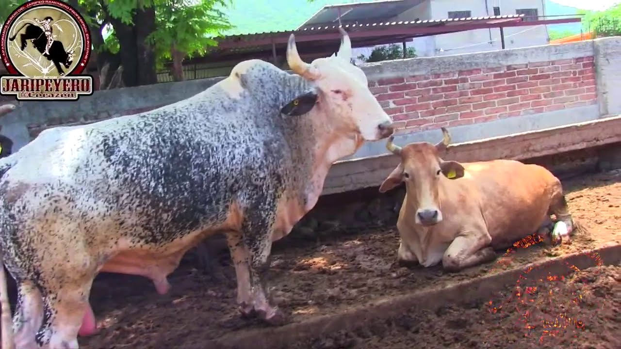 ASI VIVEN LOS TOROS GUERREROS!! De Rancho El Horno De Los Hnos ...