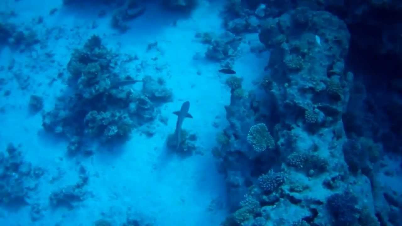 POINTE BLANCHE REQUIN EGYPTE - YouTube