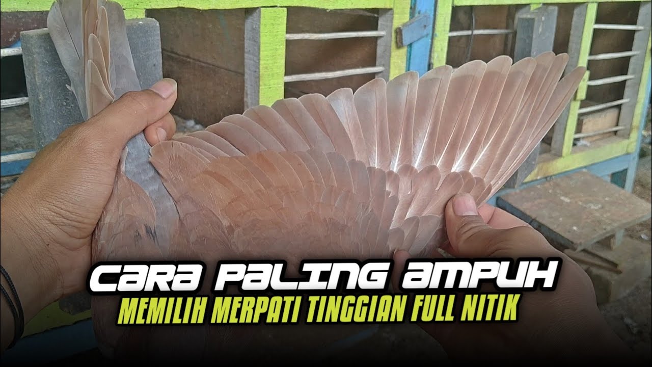 CIRI - CIRI MERPATI TINGGIAN TERBANG FULL NITIK‼️ - YouTube