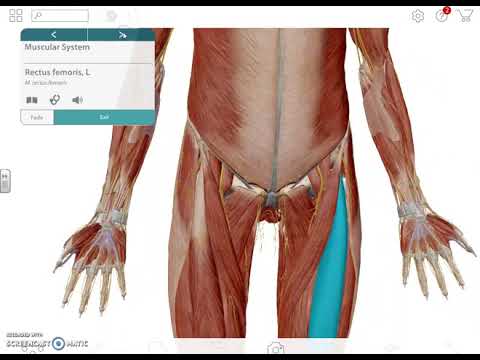 Muscular System Tour - YouTube