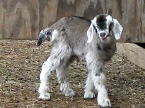 Cute Baby Goat Cries for his Mama! - YouTube
