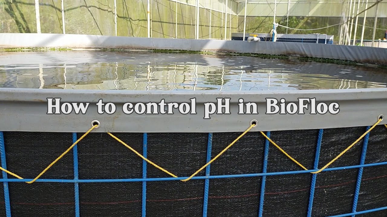 IMF Society | How to Control pH in Biofloc System | Biofloc - YouTube
