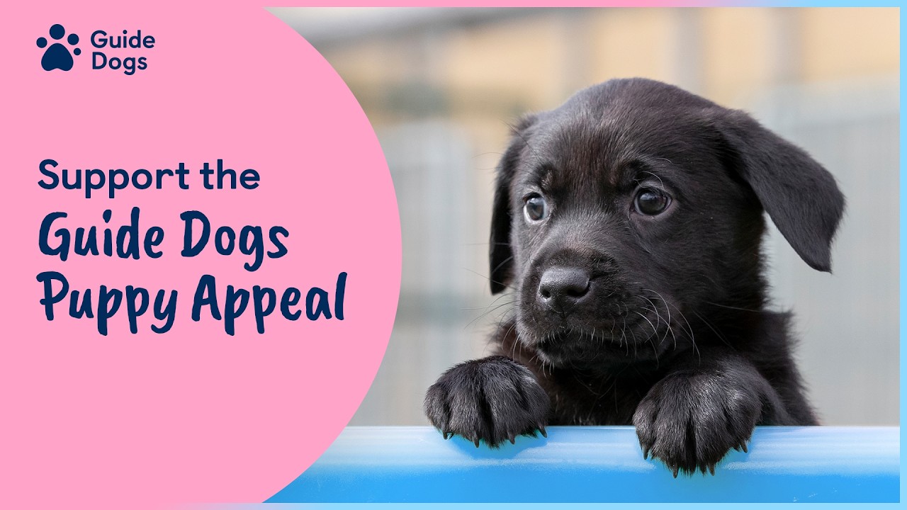 Support the Guide Dogs Puppy Appeal this October and Help Train Our ...