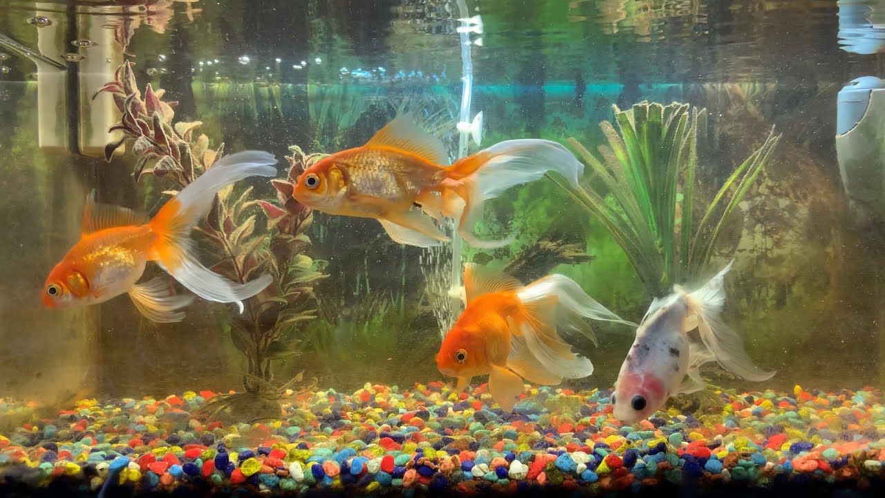 Sit back, relax and watch some goldfish in the fish tank. Great tv for ...