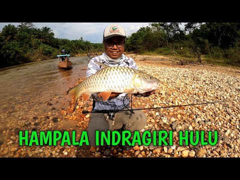 Surganya mancing hampala, ikan parang, apollo shark - sungai cenaku kab ...