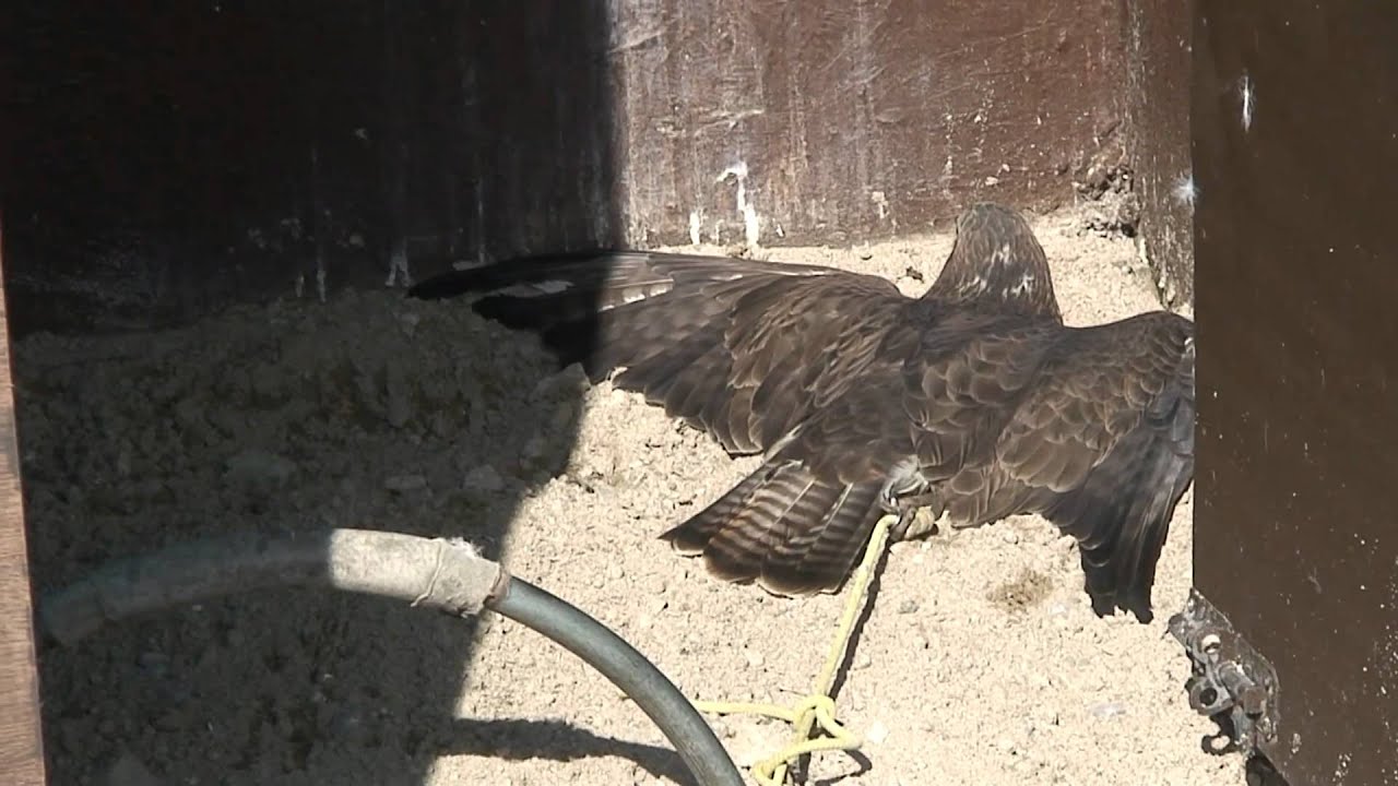 buzzard sun bathing - YouTube