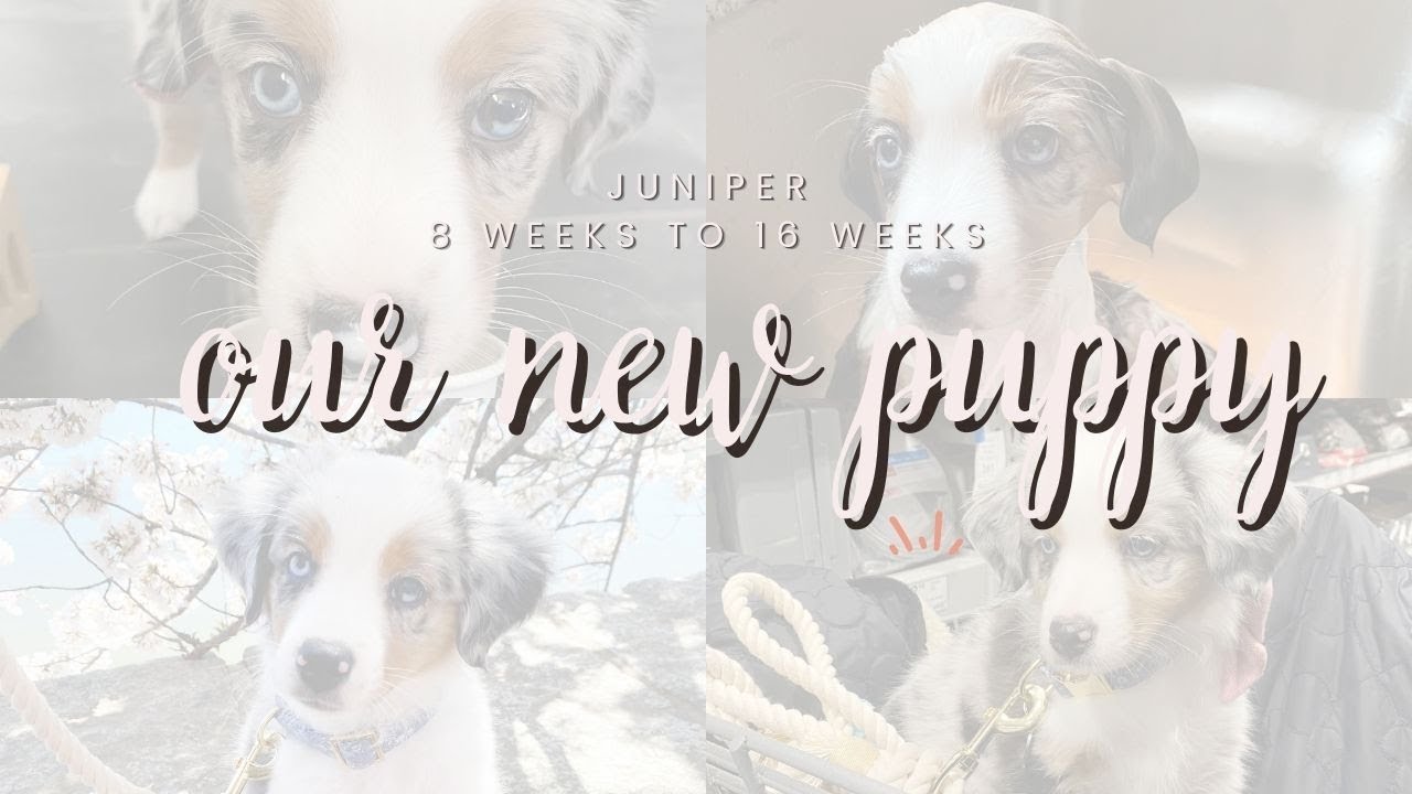 getting our first puppy - 8 weeks to 16 weeks old - YouTube
