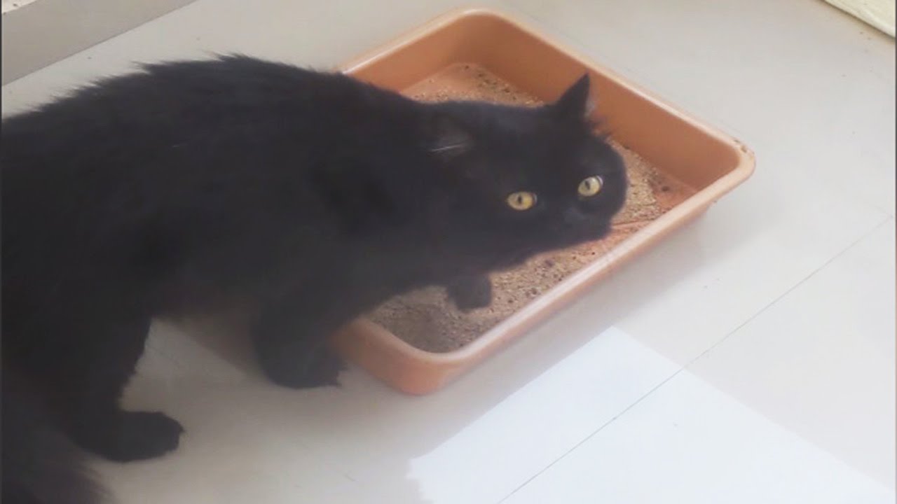 Persian Cat Funny Reaction After Pee - YouTube
