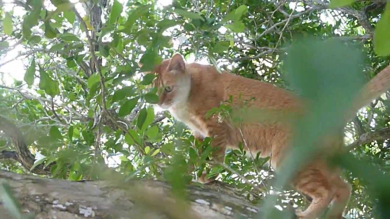 Puma tree climbing part 1 - YouTube