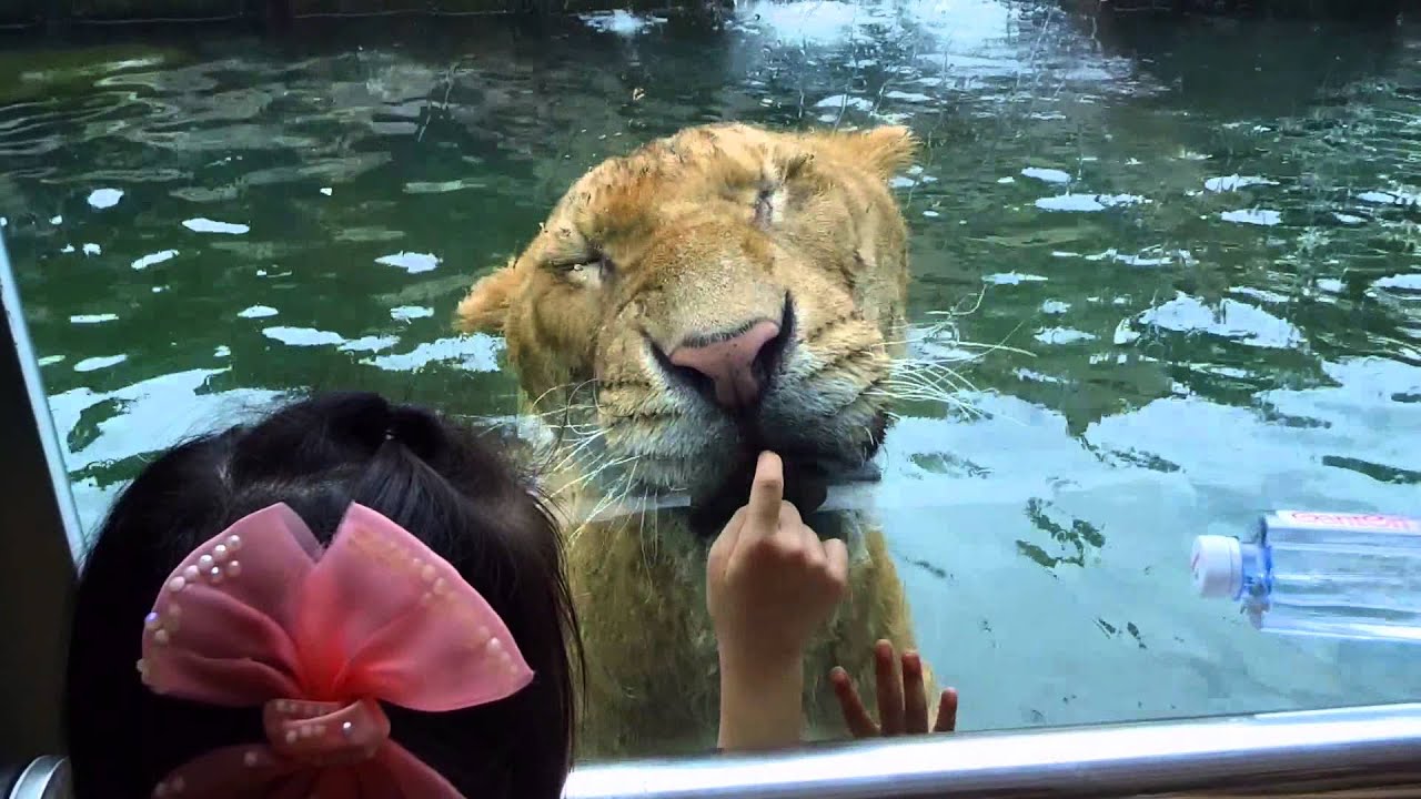 Liger looks for food from girl at Safari Park Shenzhen - YouTube