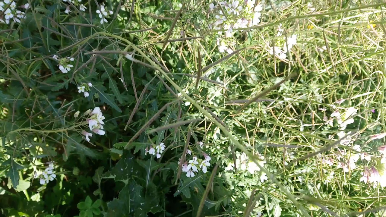 Jaramago, (cuáles son los mejores tallos)1ra parte, aviario jfm. - YouTube