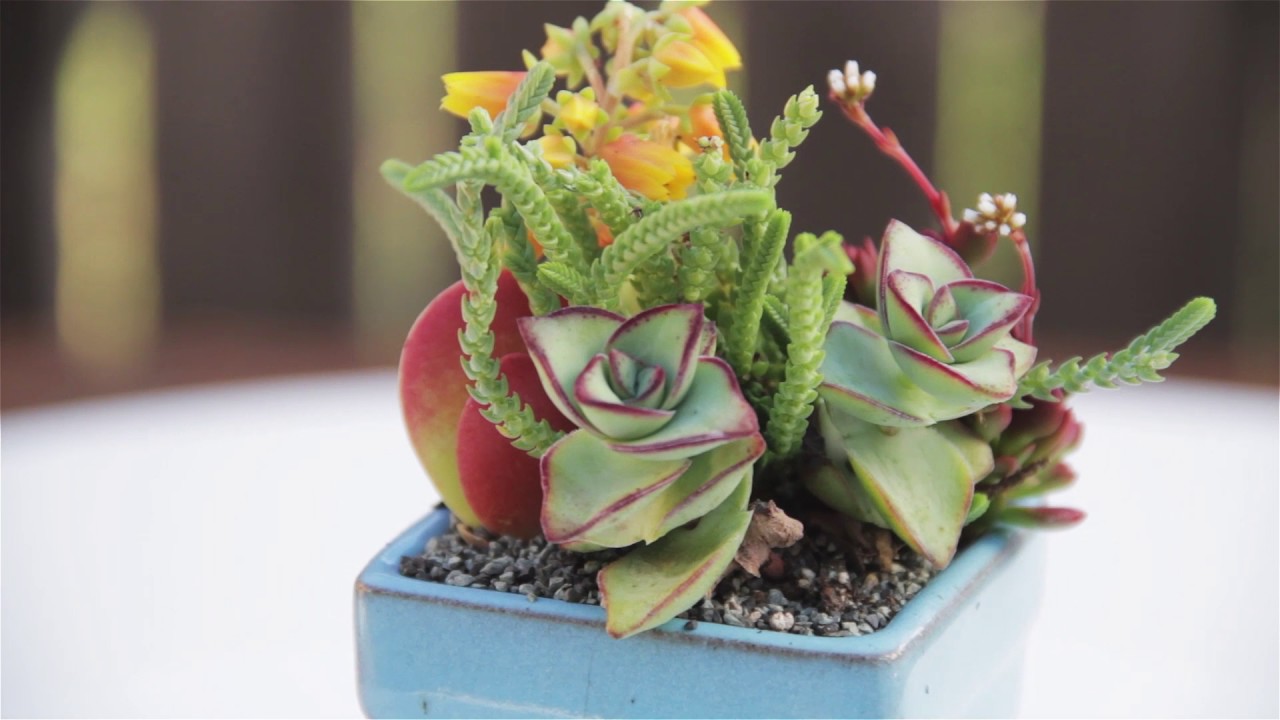 Beautiful Blue Mini Succulent Container Garden - YouTube