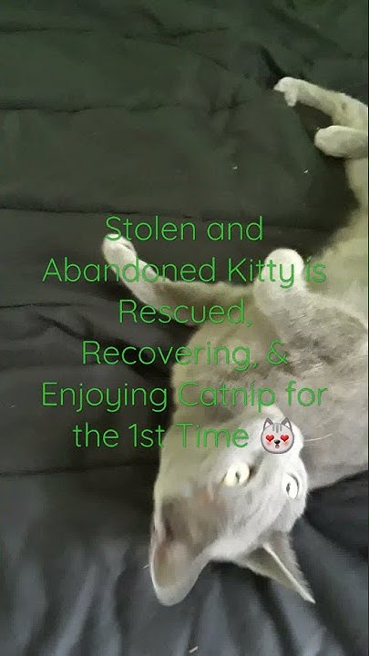 Joyful Reunion! Stolen and Abandoned Kitty Rescued, Healing, and Enjoying Catnip for the 1st ...