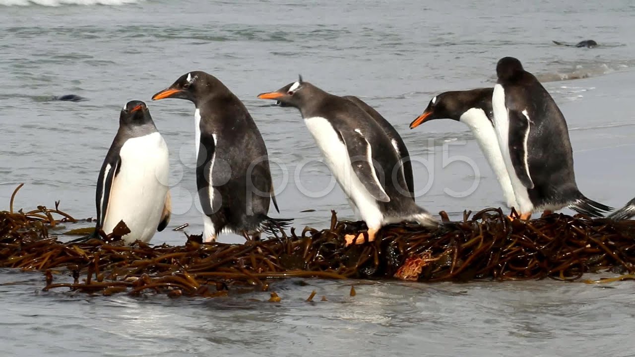 Gentoo penguin fighting. Stock Footage - YouTube