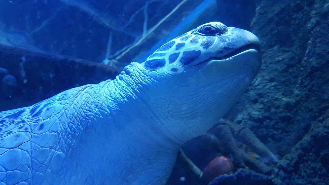 Gorgeous sea turtle at sea life centre, hunstanton. - YouTube