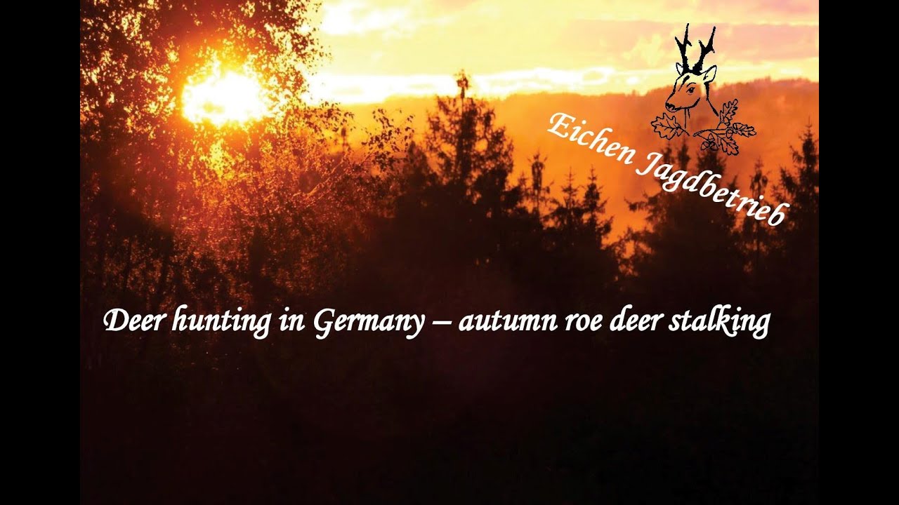Deer hunting in Germany - 2020 autumn roe deer - 4 K (English version ...
