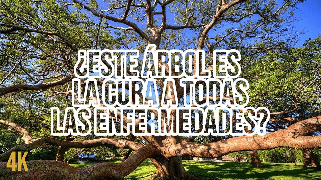 Árbol medicinal,Gumbo Limbo - YouTube