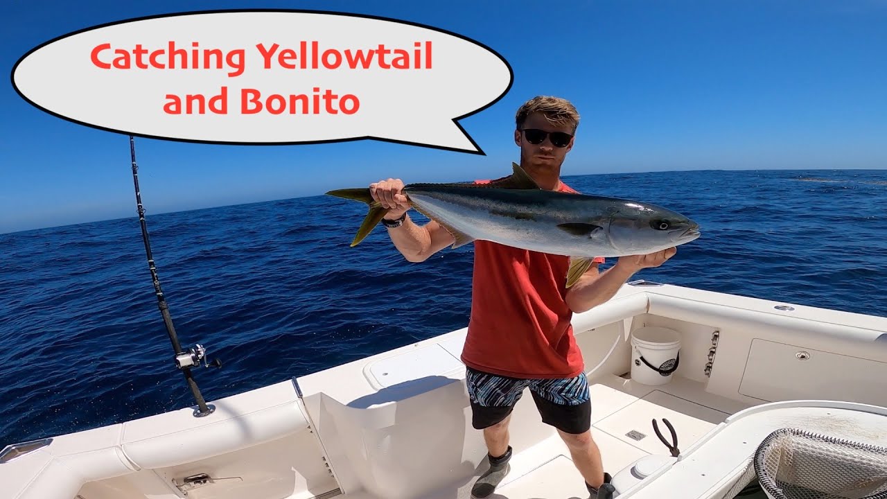 Catching Yellowtail and Bonito - YouTube