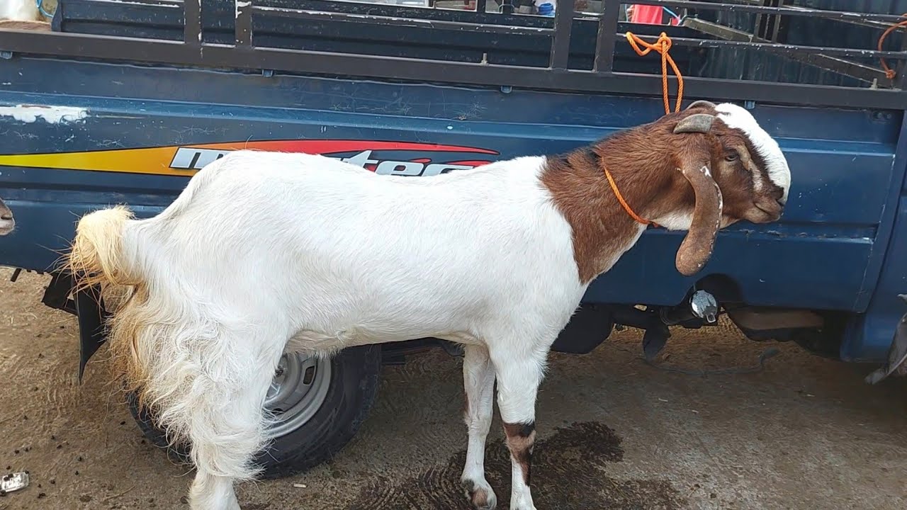 Bibitan Kambing Jantan Harga Murah Pasar Kambing Purwantoro - YouTube