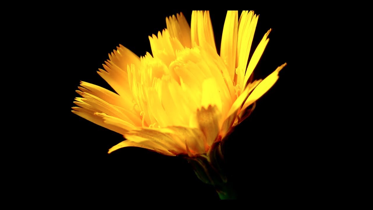 Dandelion Time-Lapse | Bloom Section - YouTube