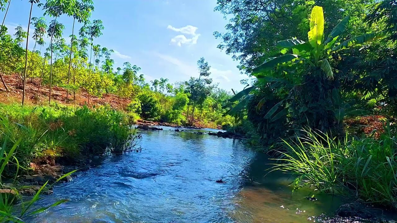 Stream Flowing With Birds Chirping | Relaxing Nature Sounds For ...