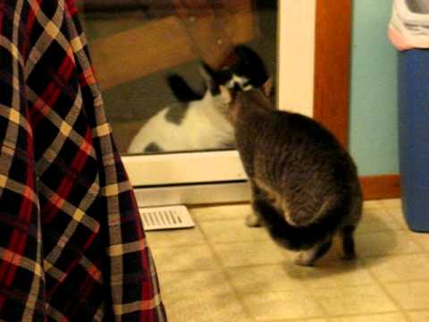 Angry Kitten Screaming at Mr. Patches - YouTube