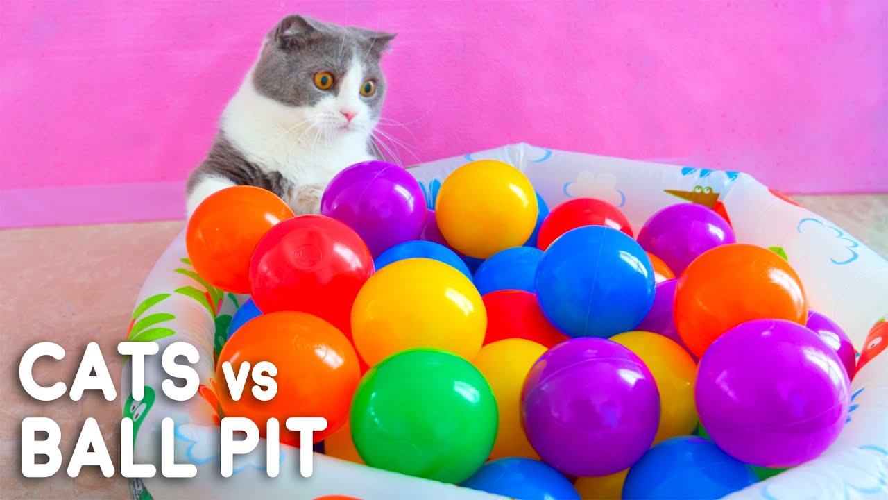 Can Cats Walk On Ball Pit? - YouTube