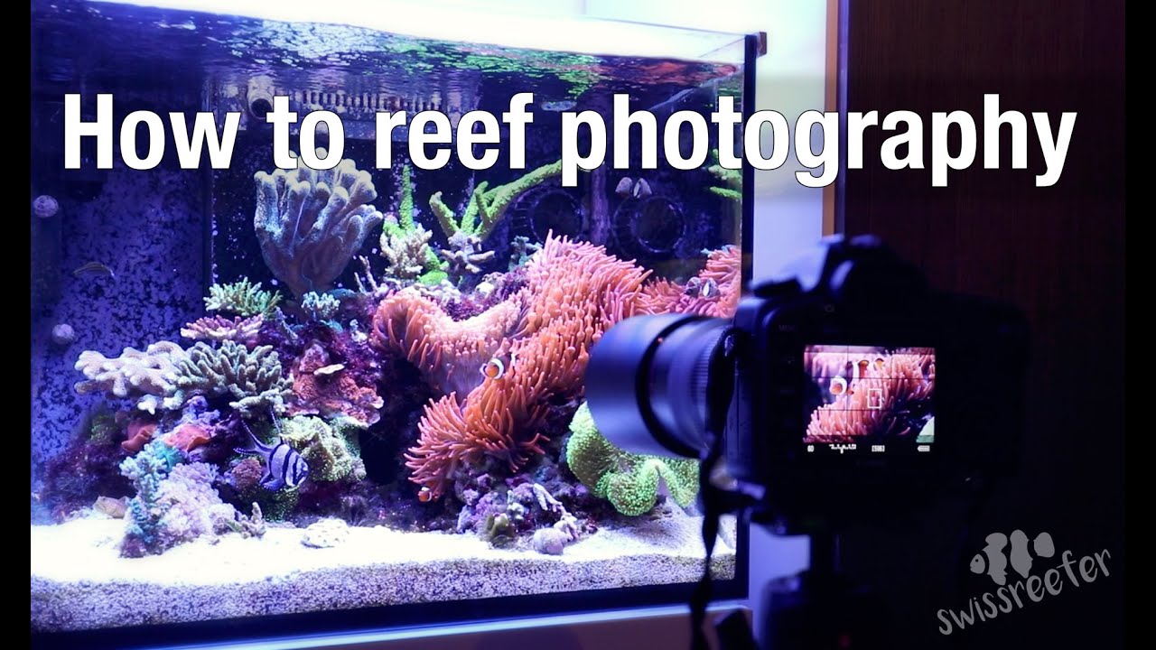 How To Reef Photography - YouTube