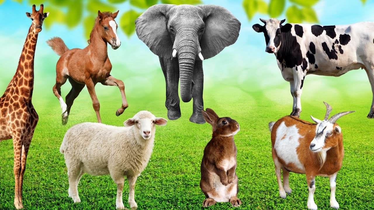 Learning About Herbivores - Giraffes, Goats, Horses, Sheep, Elephants ...