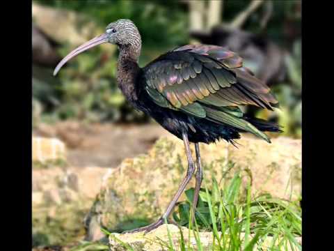 Birds of Fiji Islands - YouTube