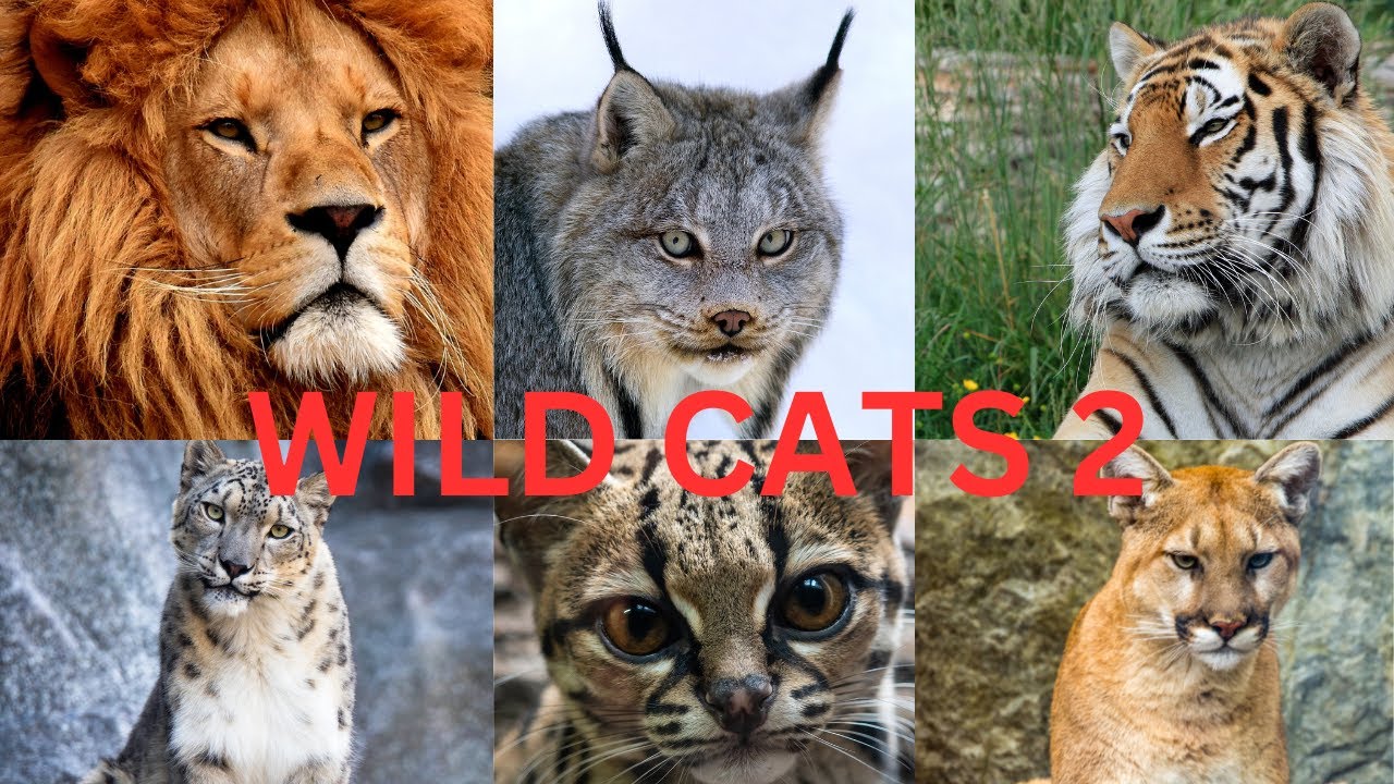 WILD CATS 2 V1#wildcats #caracal #oclelotcat #servalcats #bobcat #lynx ...