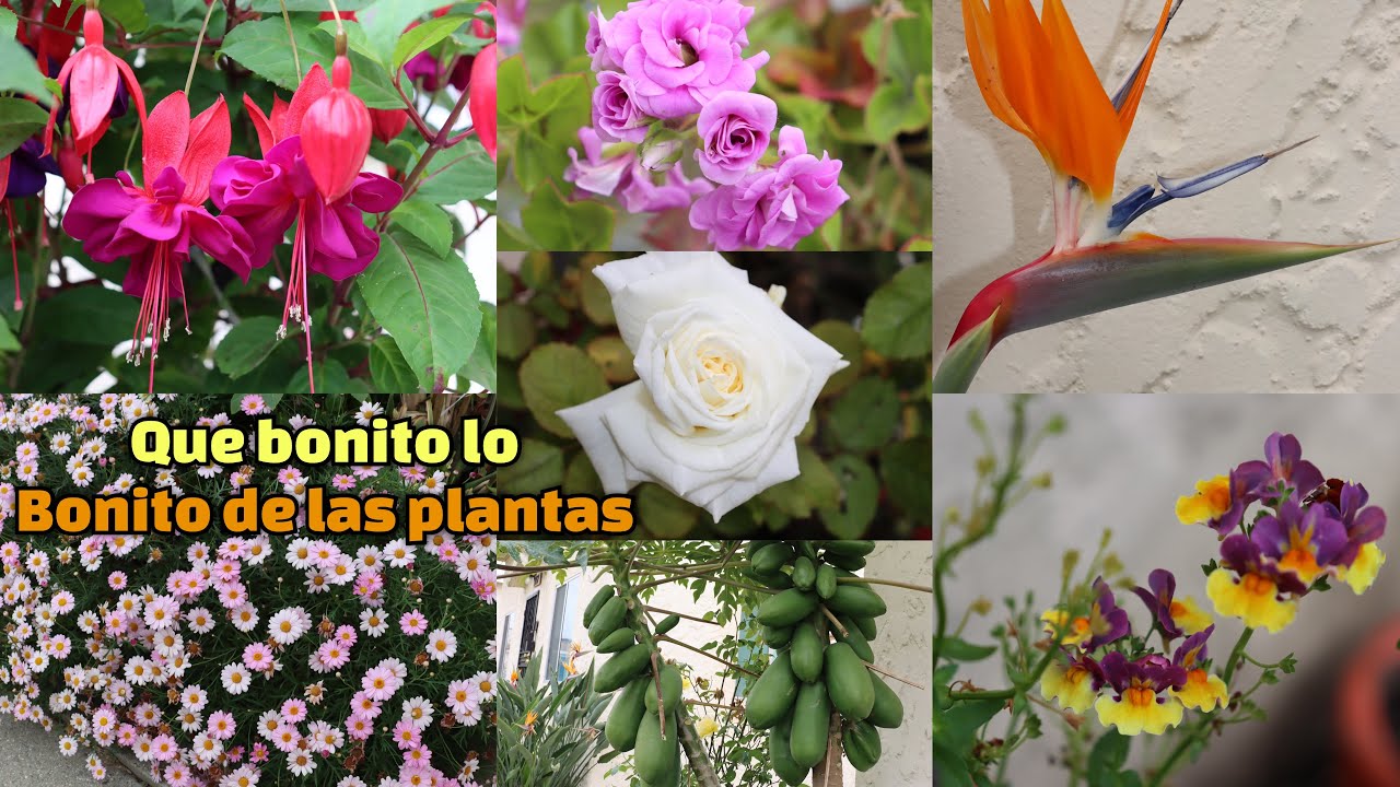 Tour por el jardín de Ely - YouTube