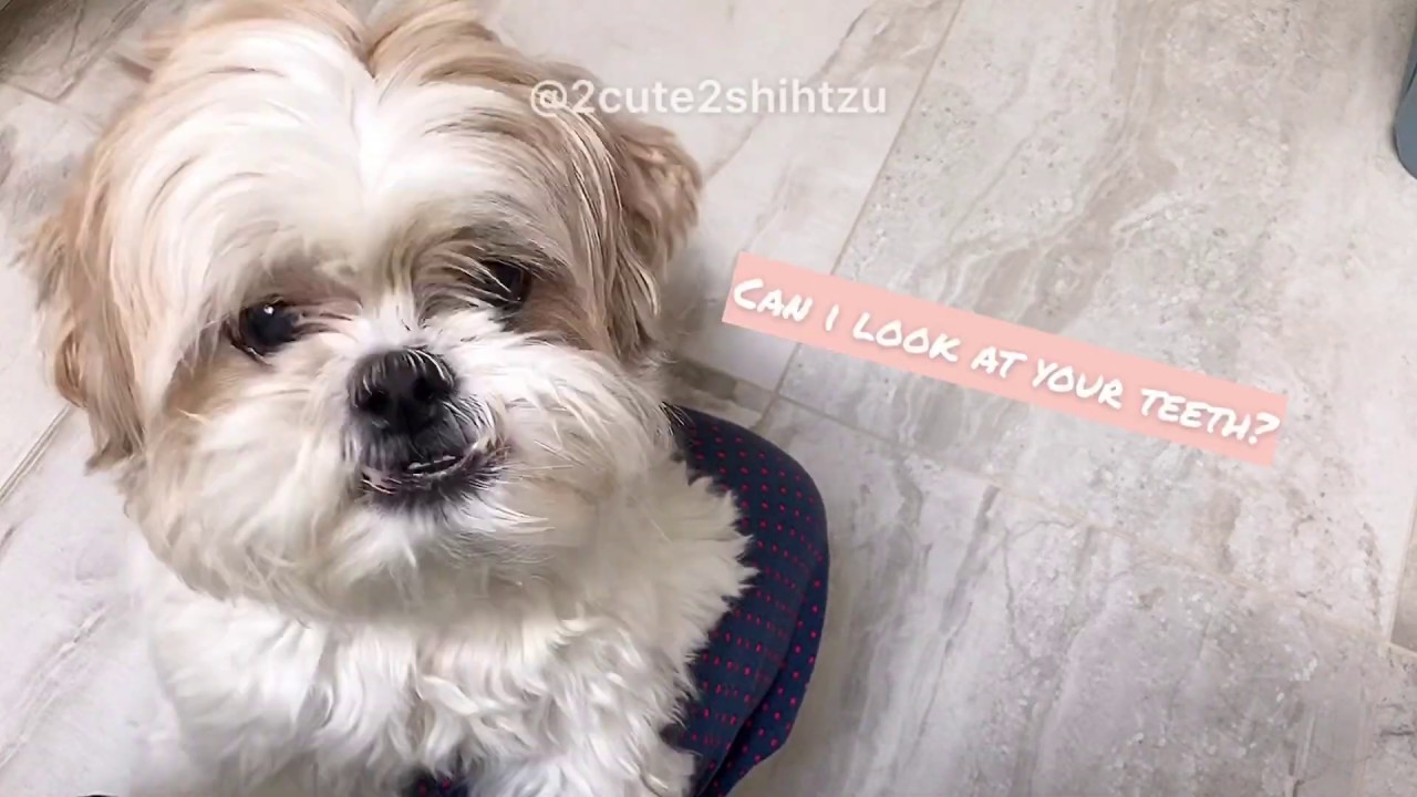 [shih tzu] ZaiZai teeth checking demo - YouTube