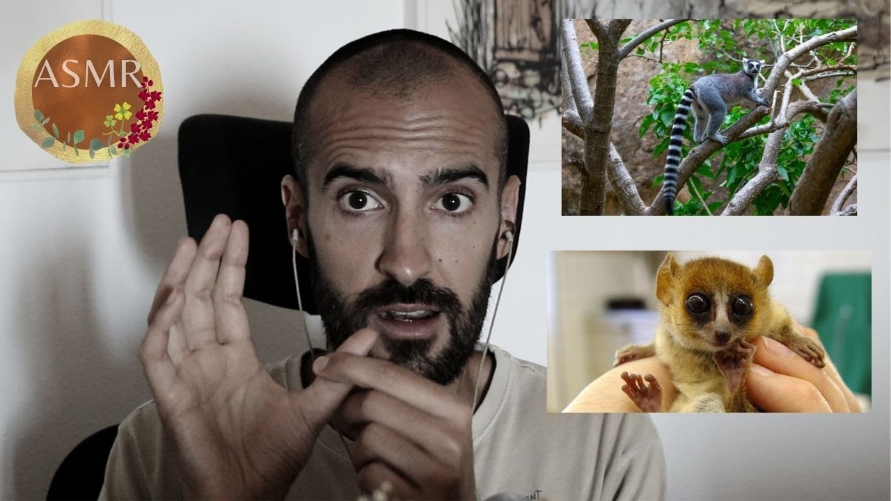 🐒¿Venimos de los MONOS? ¿Es lo mismo SIMIO que PRIMATE? ENTRA y ...