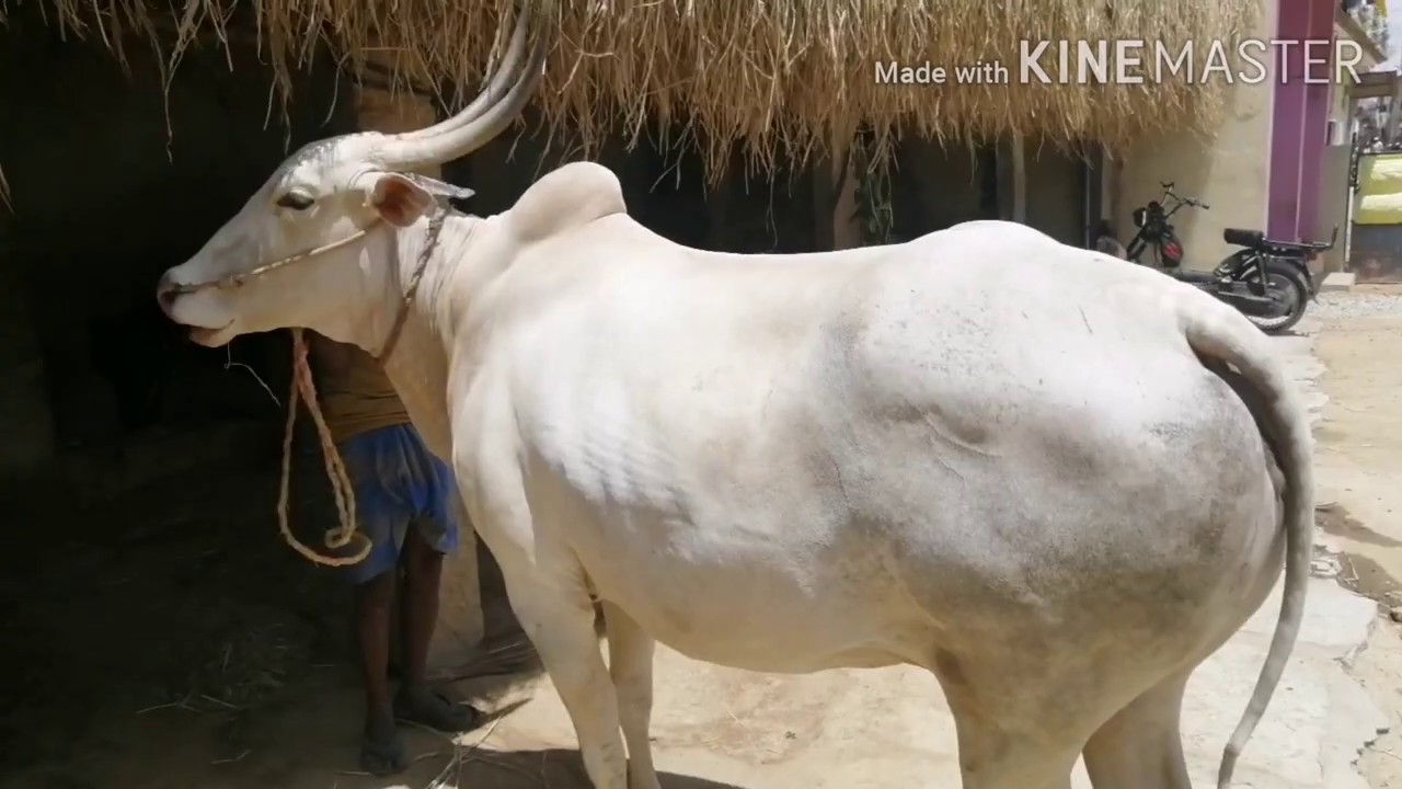 Most Beautiful HALLIKAR cow /Majestic HALLIKAR cow /Top Breed HALLIKAR ...