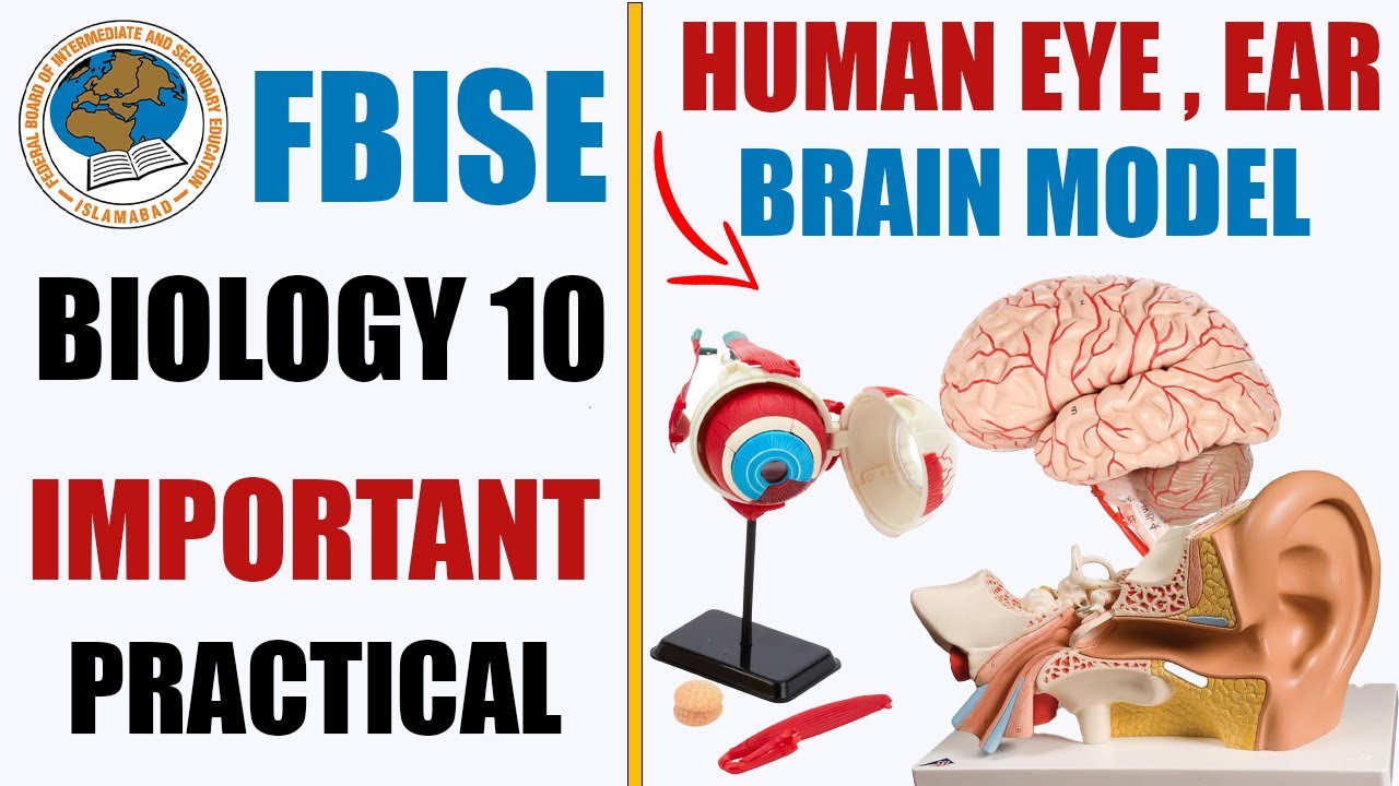 Biology 10 Important Practical | Human Eye , Ear & Brain - YouTube